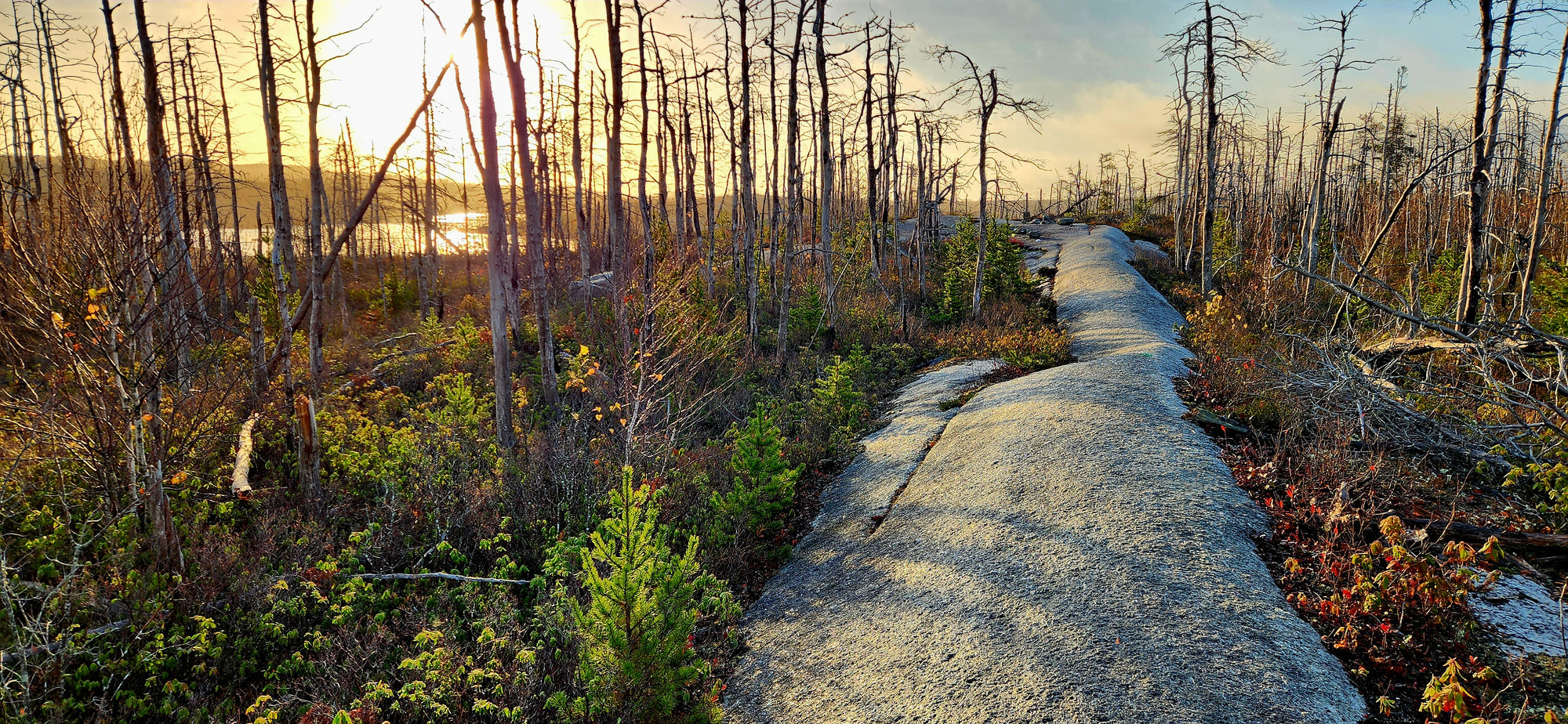 McIntosh 10k – All Out Trail Racing